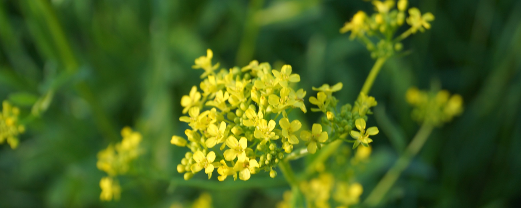 ФОТОBRUV{Андрей} Фотограф Великие Луки Гороховец | ВКонтакте
